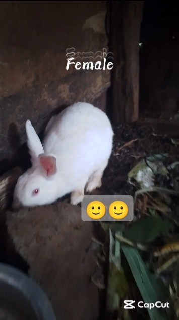 When you try to get a wife but she wants nothing to do with you#bunny # ...