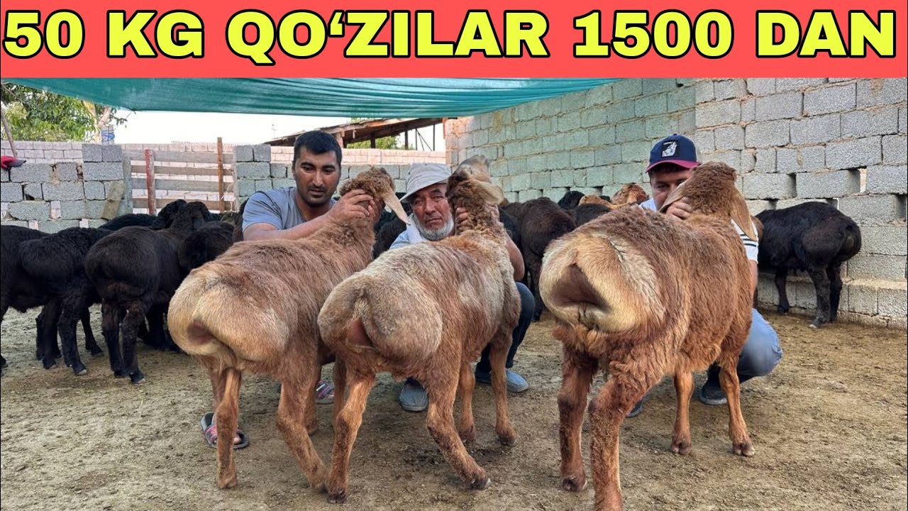 QONI TOZA QO‘ZILAR NARXI JUDA ARZONLARI - YouTube
