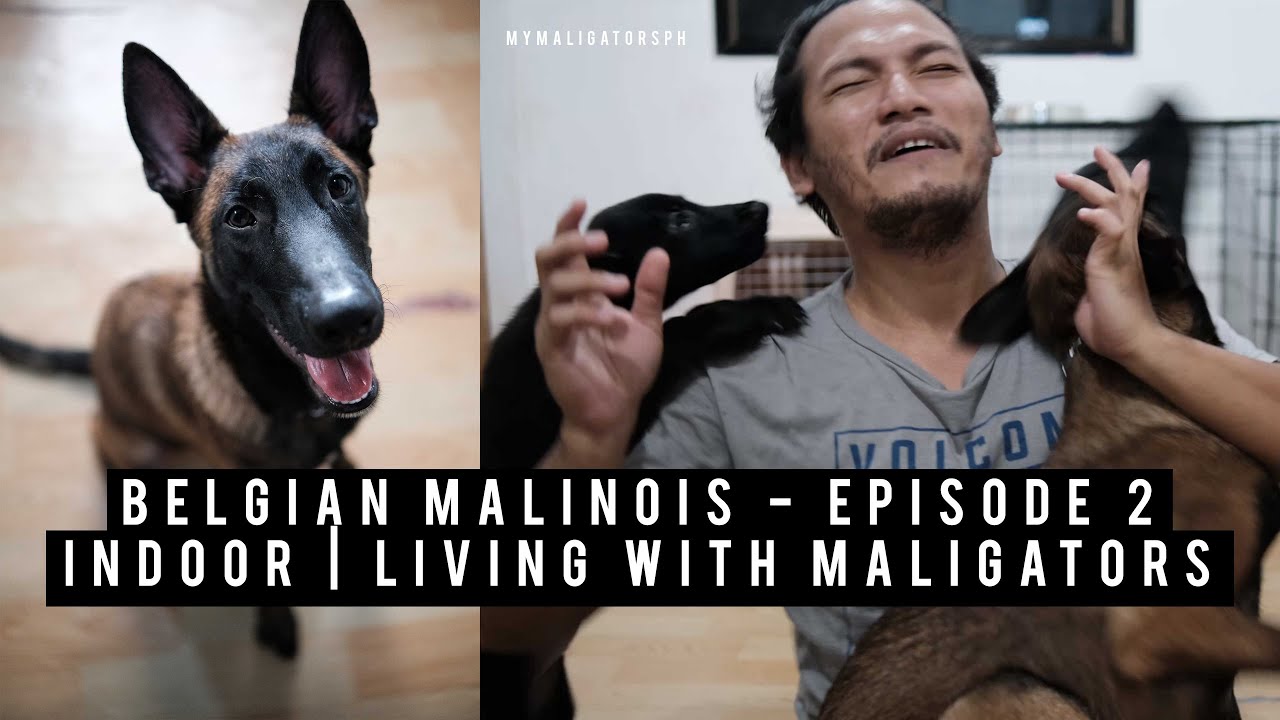 BELGIAN MALINOIS - EPISODE 2 - INDOOR | LIVING WITH MALIGATORS ...