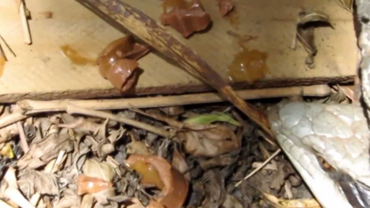 Blue tongue lizard eating chocolate - YouTube