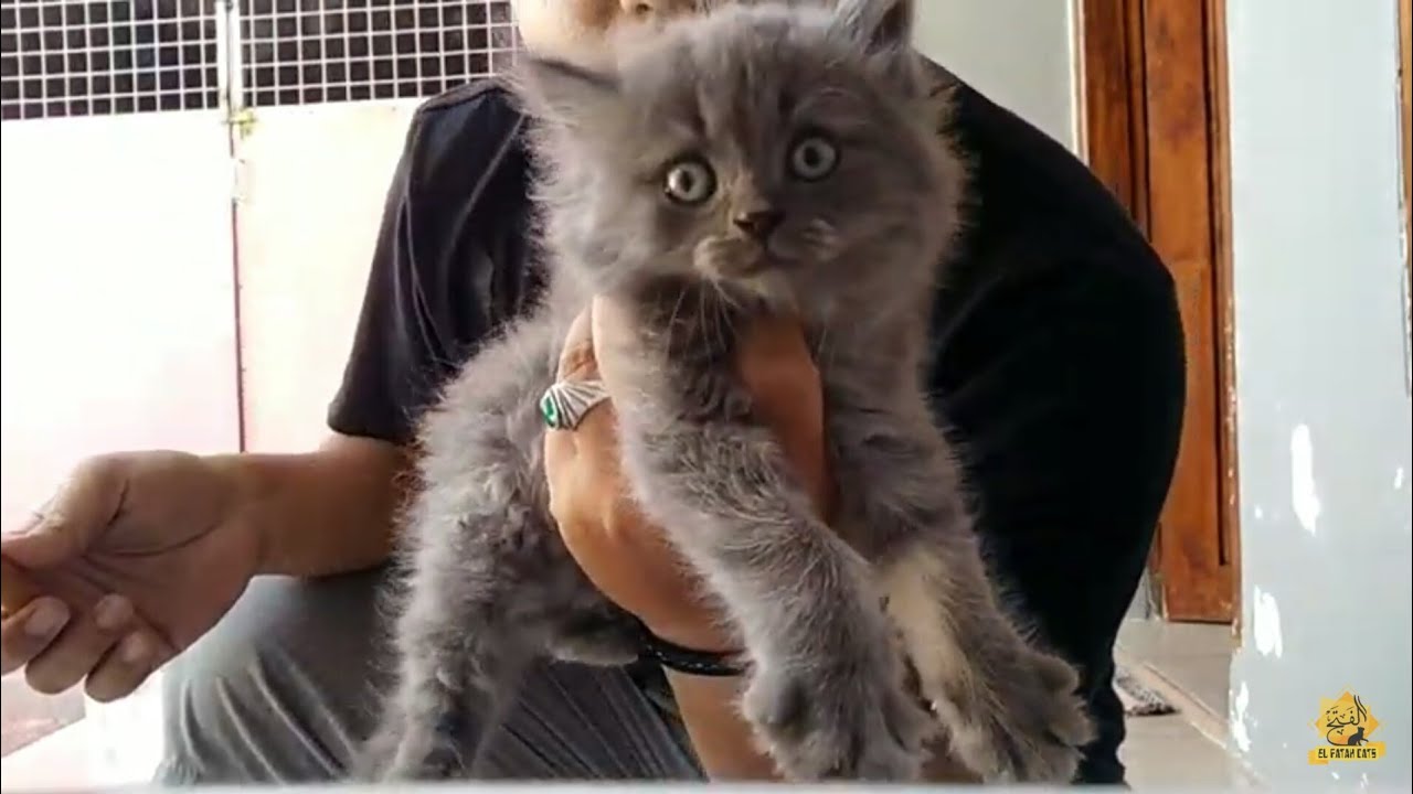 Kirim Kucing dari Probolinggo ke Subang dan Testimoni Adopter by EL ...