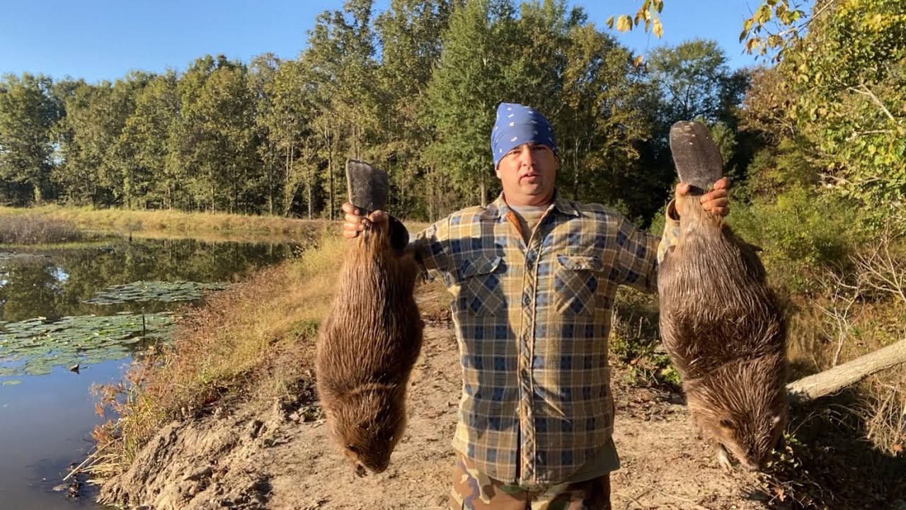 Beaver Trapping - YouTube