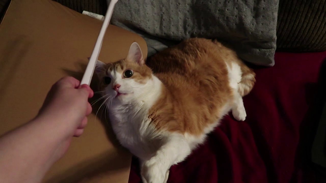 Poking My Cat With A Straw - YouTube