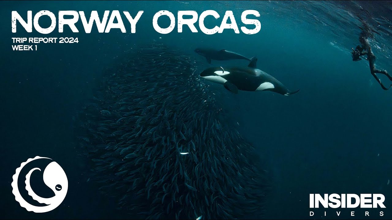 Norway Orcas Expedition - 2024 week 1 - YouTube