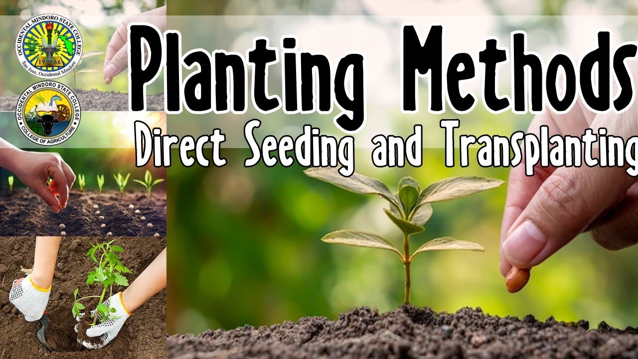 Planting Methods: Transplanting and Direct Seeding - YouTube
