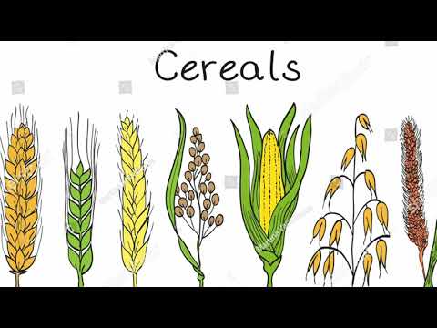 Class-4||chapter-7 explanation||plants of grass family - YouTube