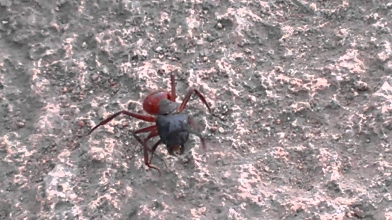 Largest ant ever - YouTube