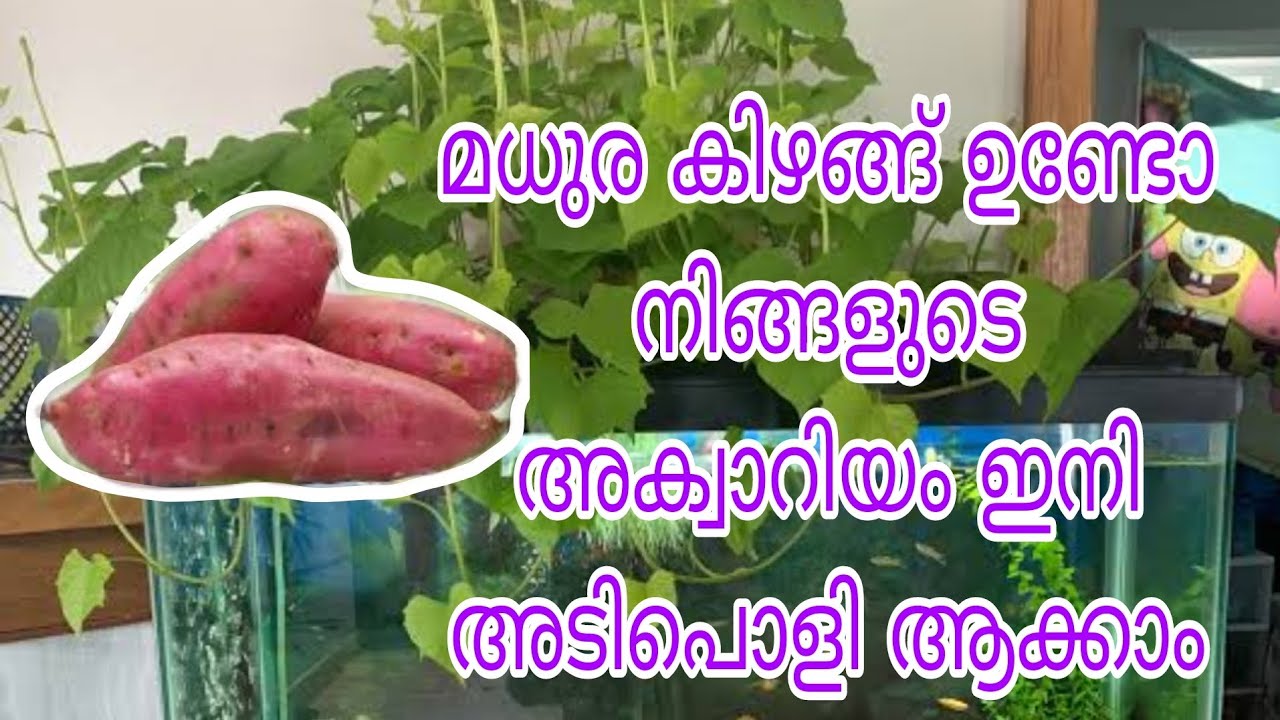 aquarium decoration using only sweet potato | മധുര കിഴങ്ങ് കൊണ്ട് ...