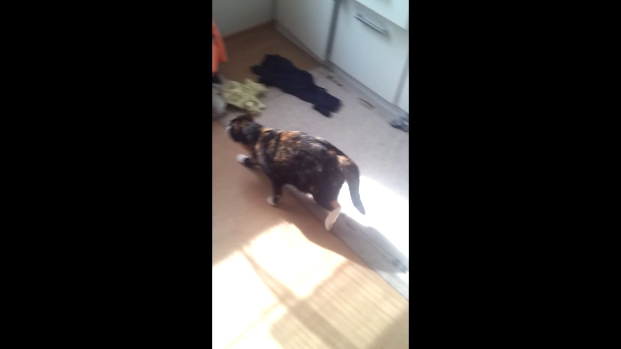 My cat catches a fly - YouTube