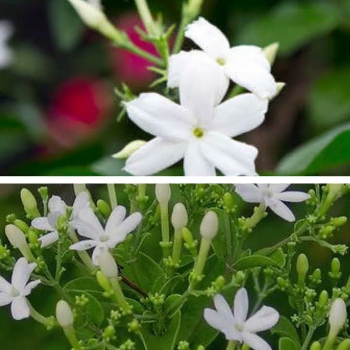 Tuscan Jasmine Plant Sale @ padmamnursery.com - YouTube
