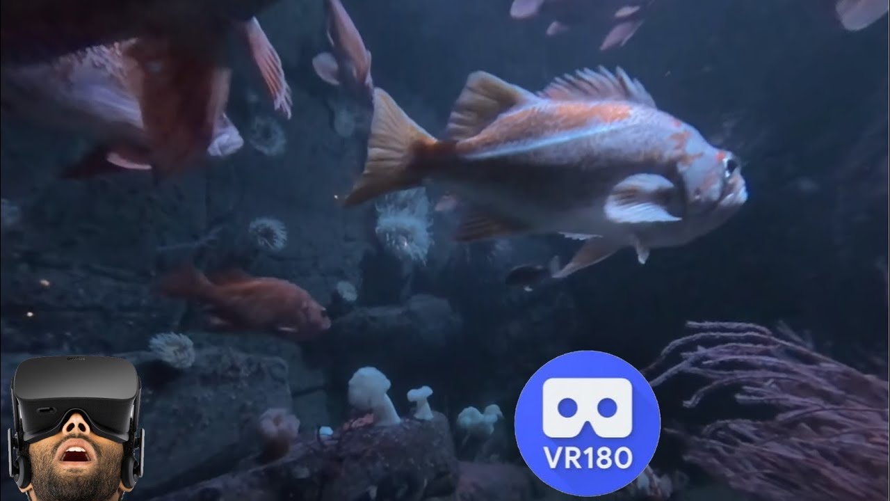 VR180 3D - Colorful Aquarium Fish #vr180 #3d #fish #fishtank #aquarium ...