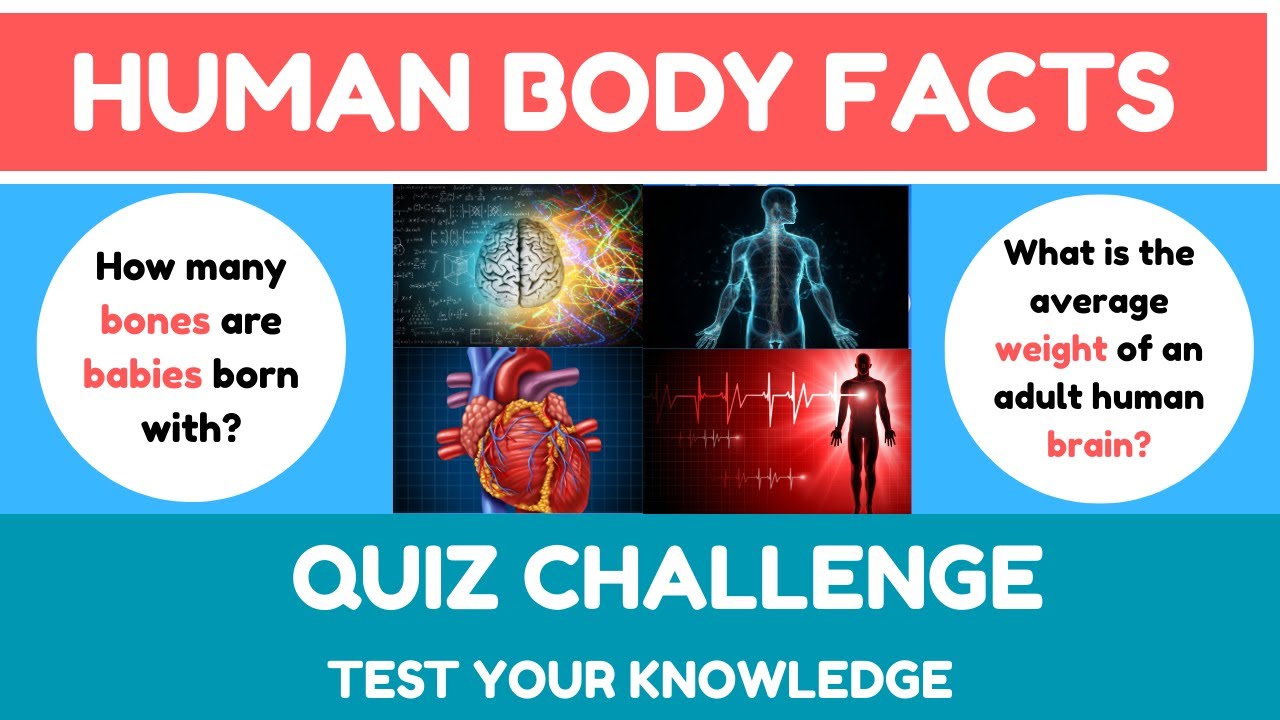 35 Amazing Human Body Facts | Fun Quiz with Answers! - YouTube