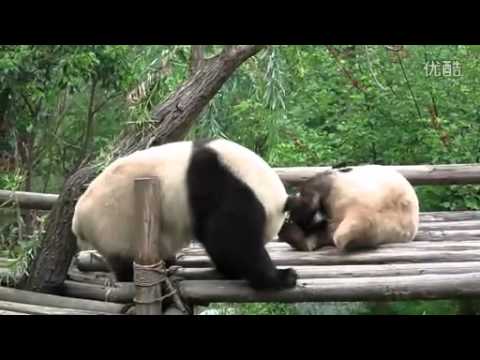 Pandas do push ups - YouTube