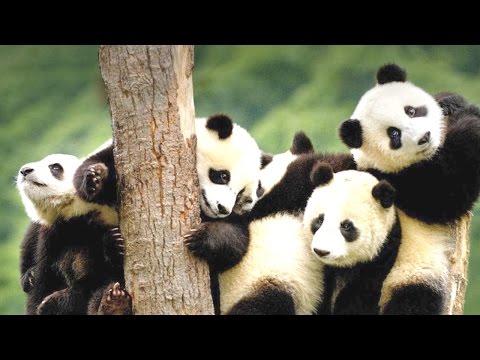 Funny Pets: JOIN TODAY!