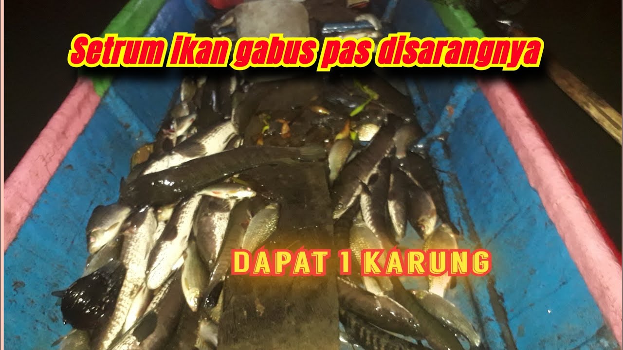Setrum ikan gabus pada malam hari|| hasilnya dapat puluhan kg ikan ...
