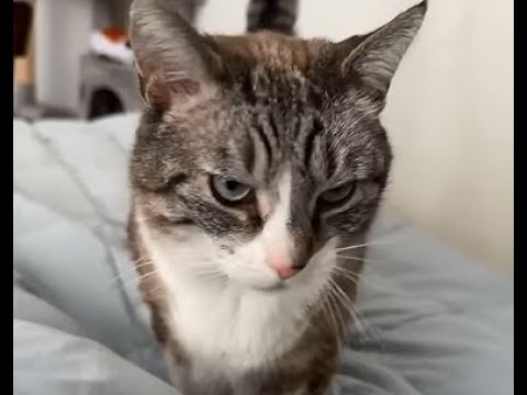 Cute cats and kittens videos for cats Live streaming - YouTube