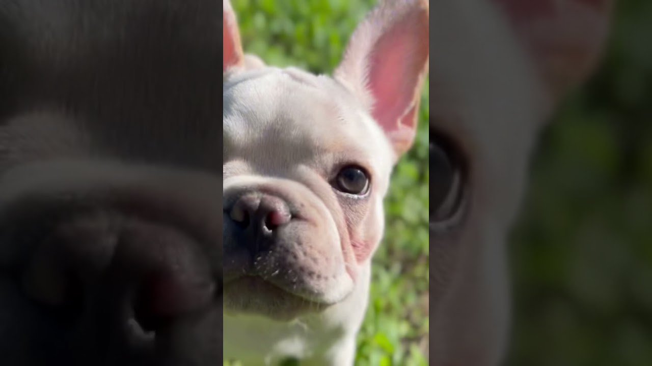 #Frenchies - YouTube