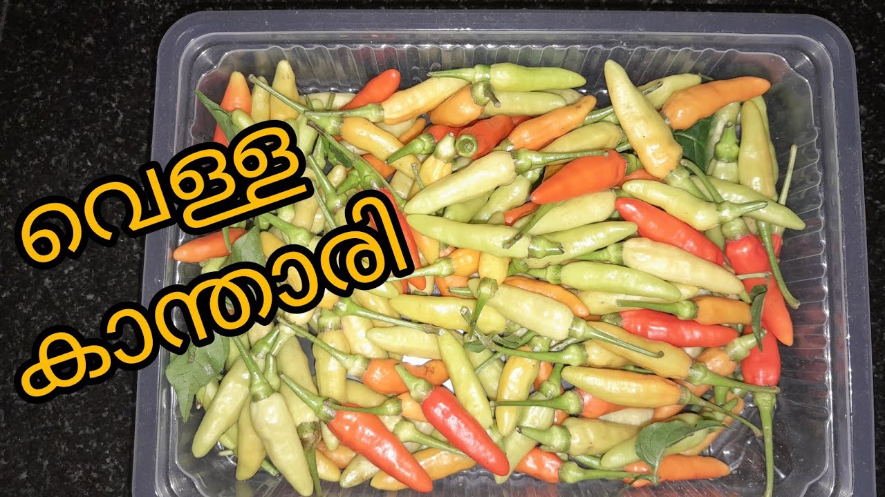 വെള്ള കാന്താരി മുളക് കൃഷി #mulaku krishi in malayalam #chilli ...