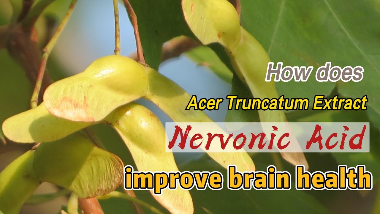 How does Acer Truncatum Extract Nervonic Acid improve brain health ...
