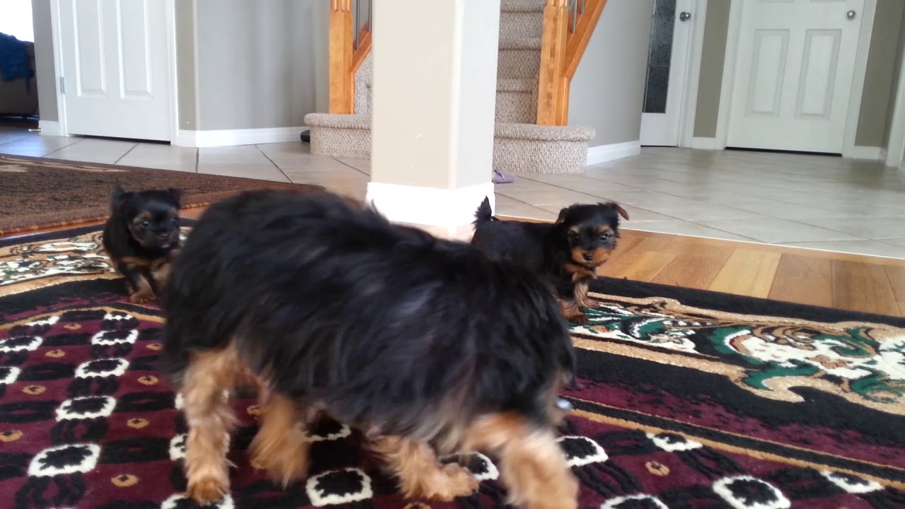 Cute Yorkies Playing With Each Other So Cute! - YouTube