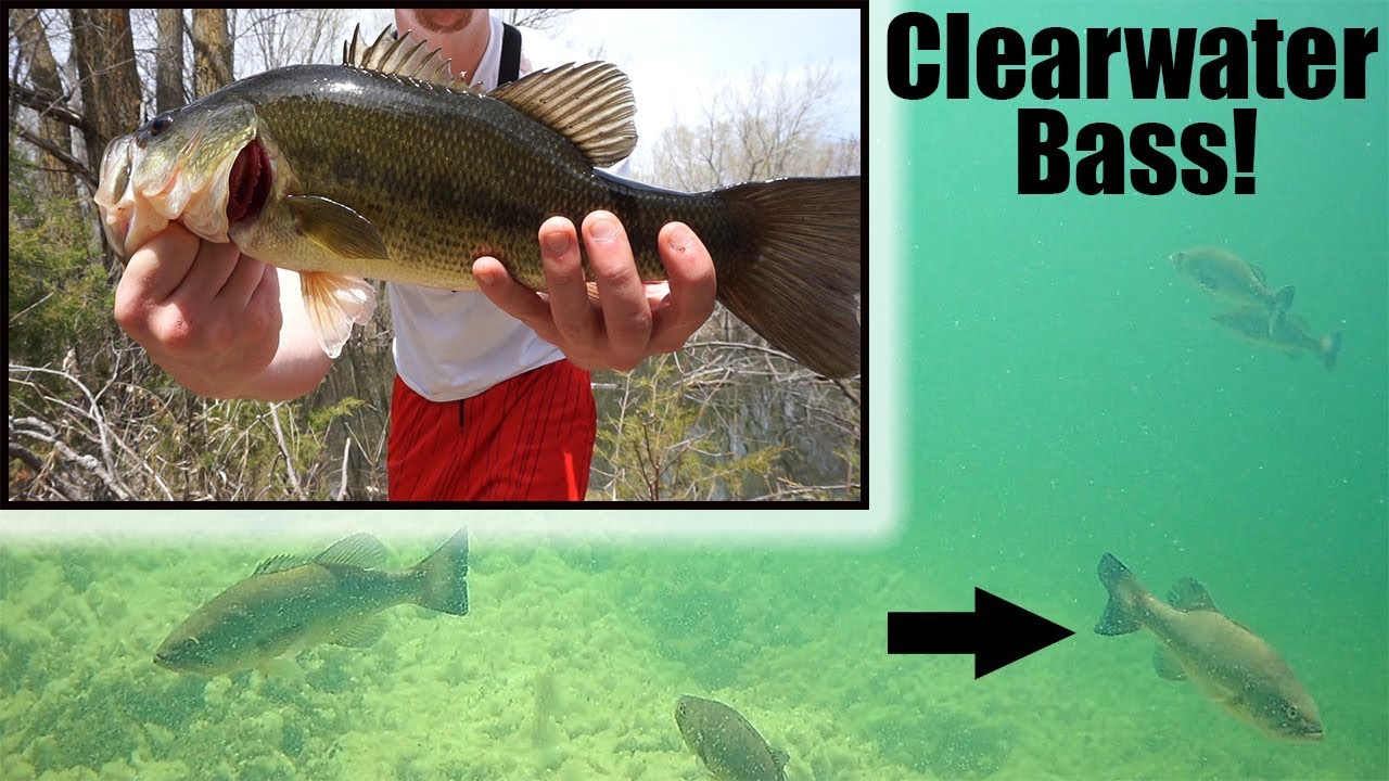 Bass Fishing CLEAR Water Pond - YouTube