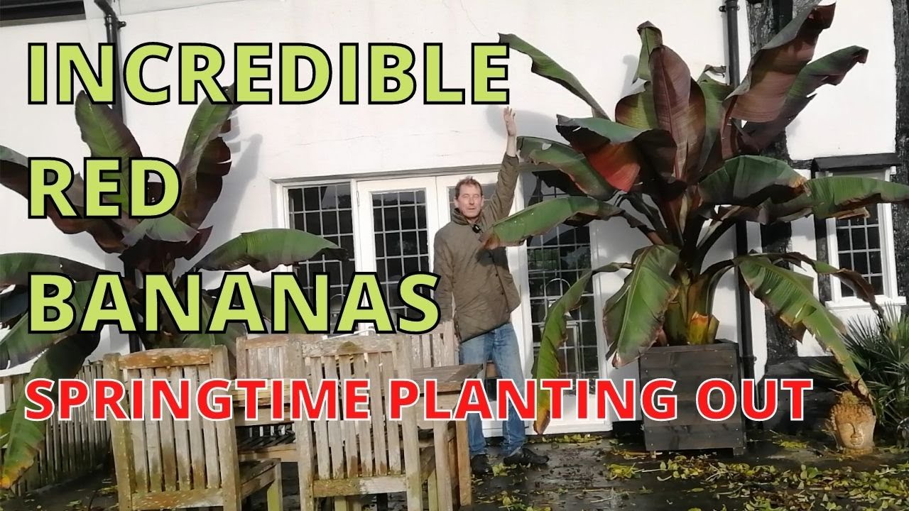 Incredible Red Bananas, Ensete Ventricosum Maurelii, Abyssinian Red ...