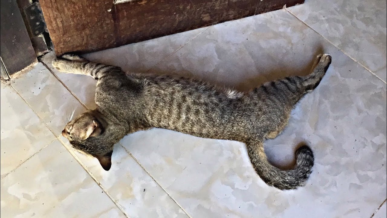 Cat very poor cat animal Gentle and cute smart video cat cat like Sleep ...