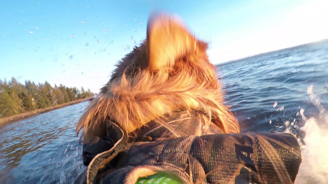 Golden Retriever hunting GoPro view - YouTube