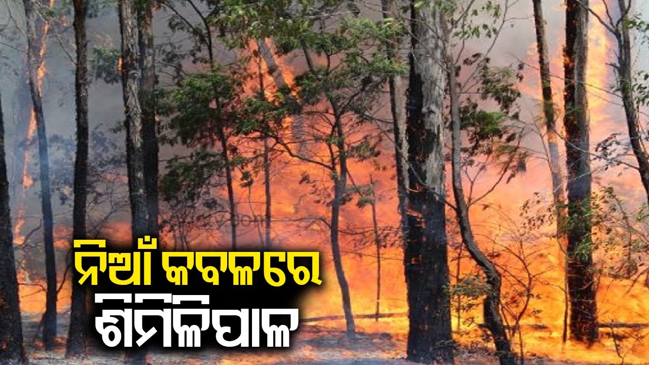 Forest fire in Similipal Reserve of Odisha, wildlife at risk ...