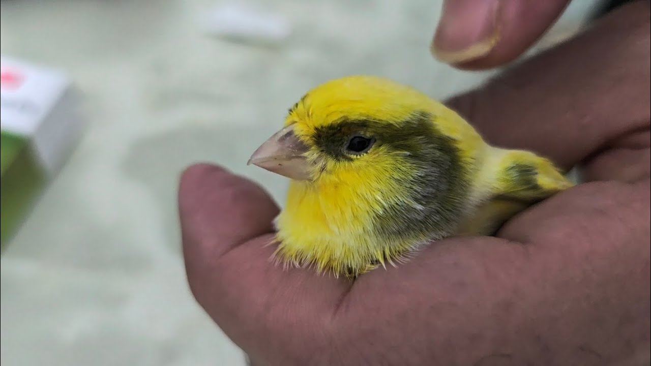 Symptoms & Treatment of air sac mites infection in Canaries - YouTube