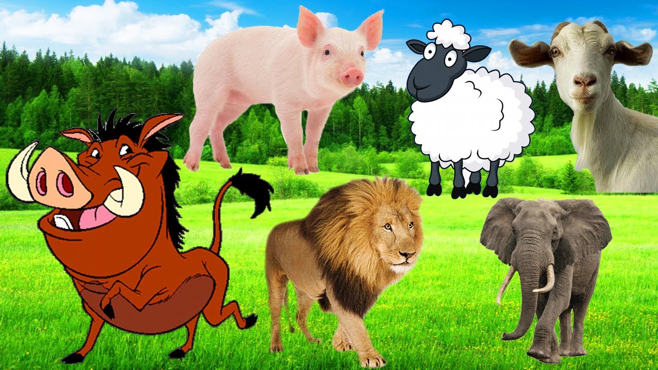 Learn Family Animals: Cat, Horse, Cow, Chicken, Duck - Farm Animal ...
