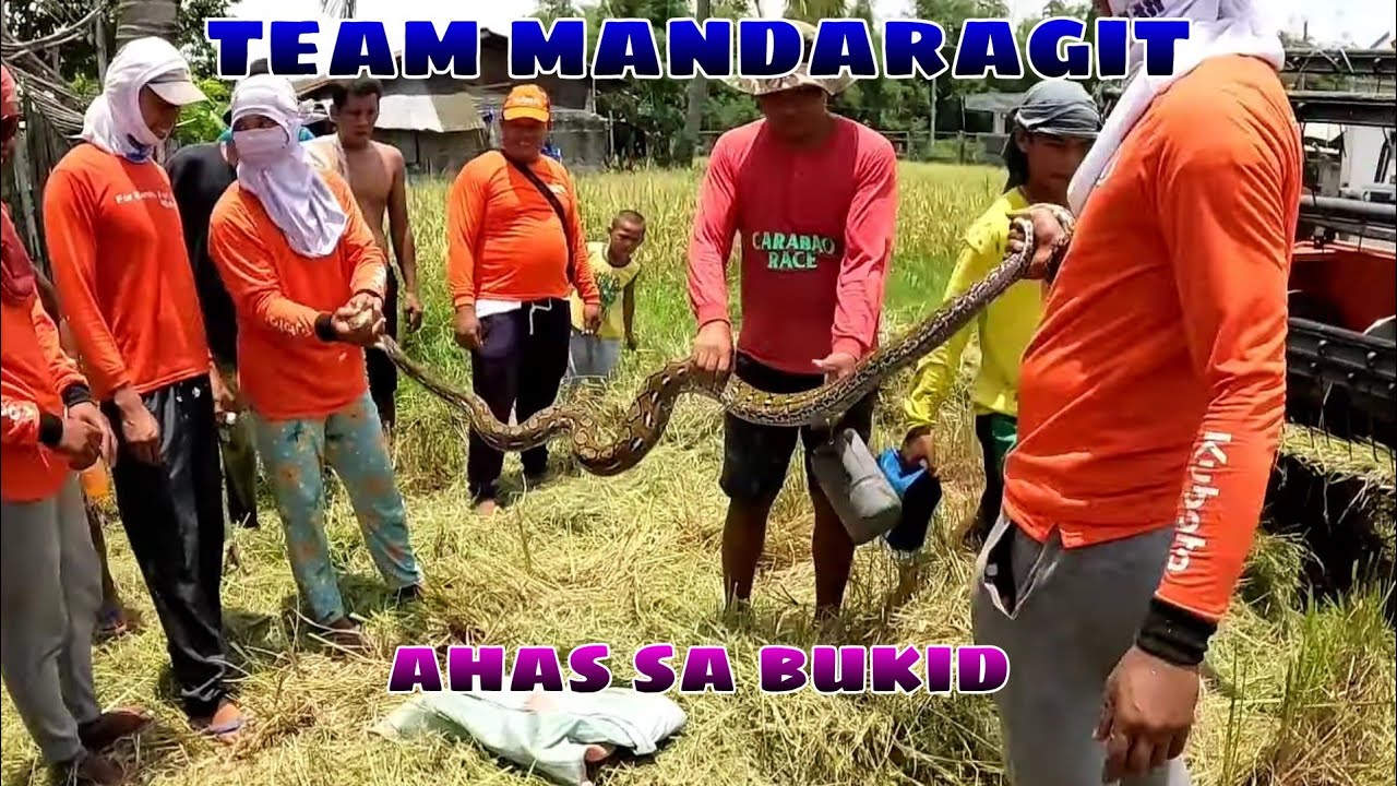 EP. 222, BUHAY BUKID ahas sa bukid - YouTube