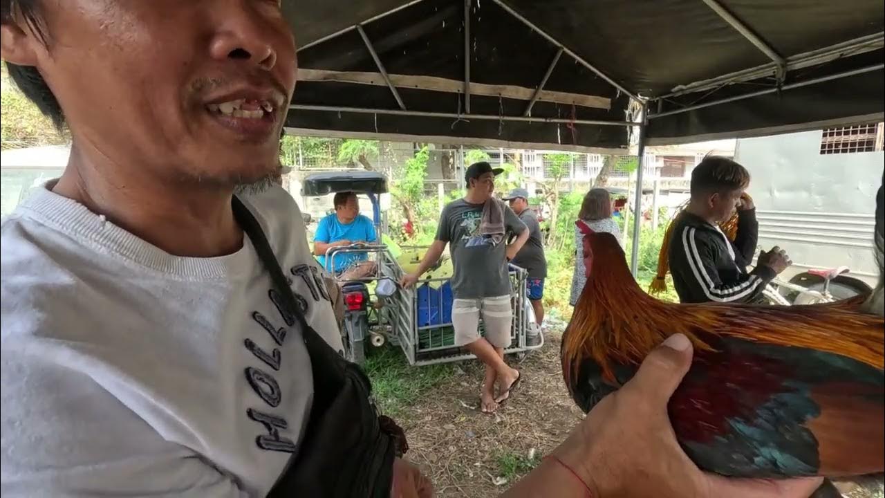 solid mga manok dito jt gamefarm pwede dalawin para bumili ng manok - YouTube