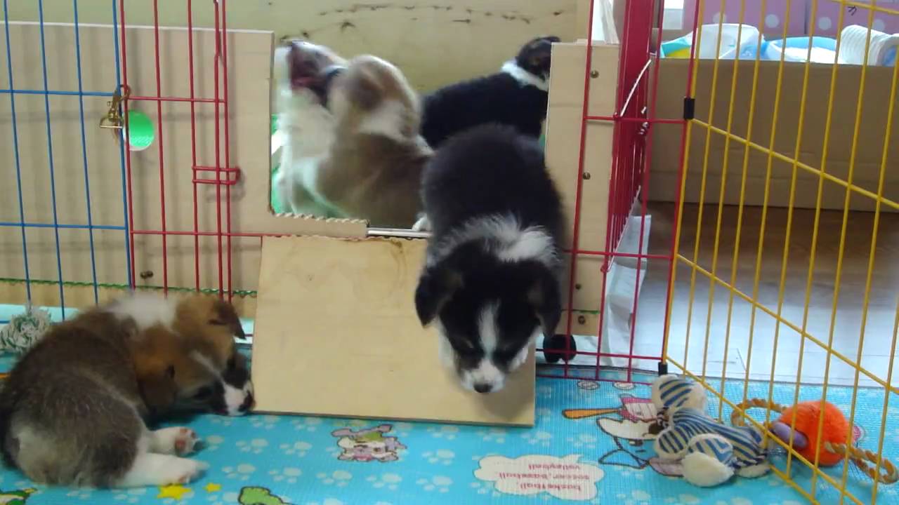 Ten welsh corgi puppies fight - YouTube