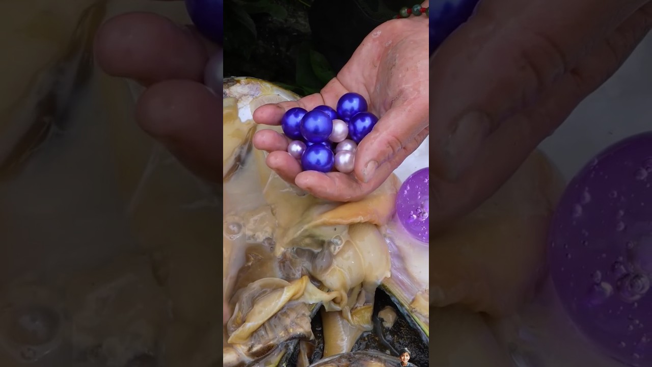 😱Giant clams, purple and pink pearls are intoxicating #pearl#fishing ...