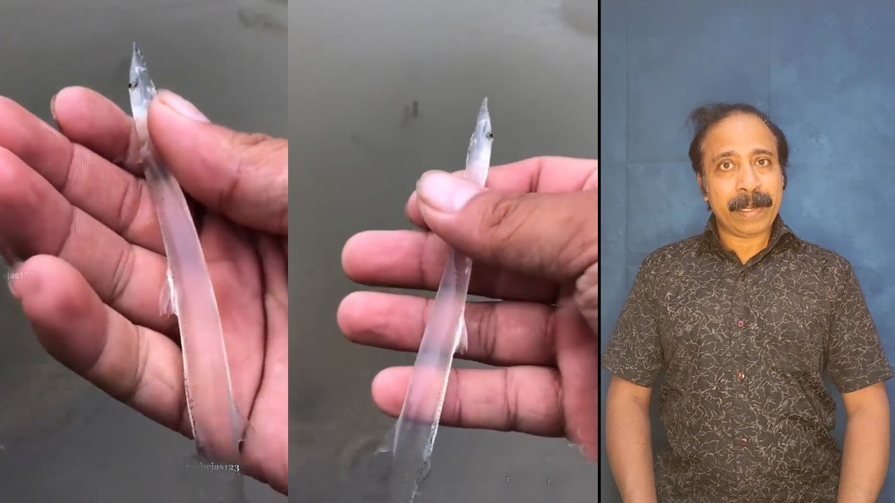 Full Transparent fish!? - YouTube