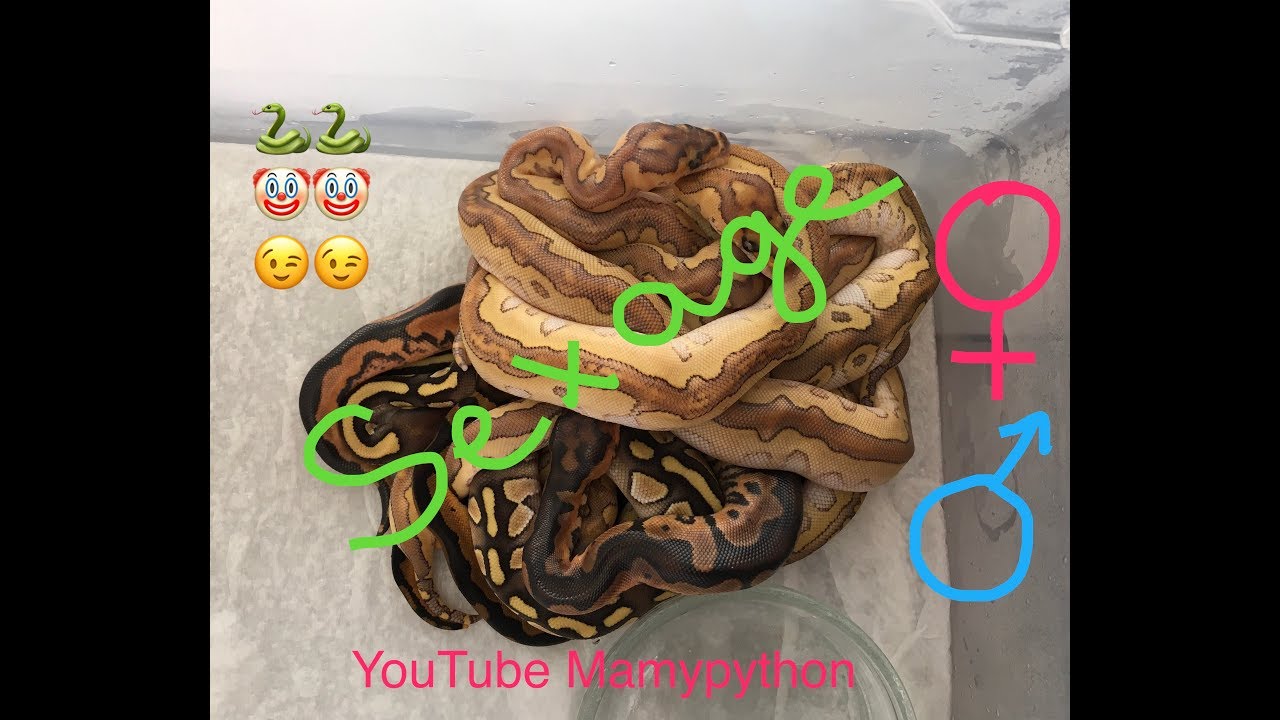 Sexage Pythons regius Clown Ponte N°3 - YouTube