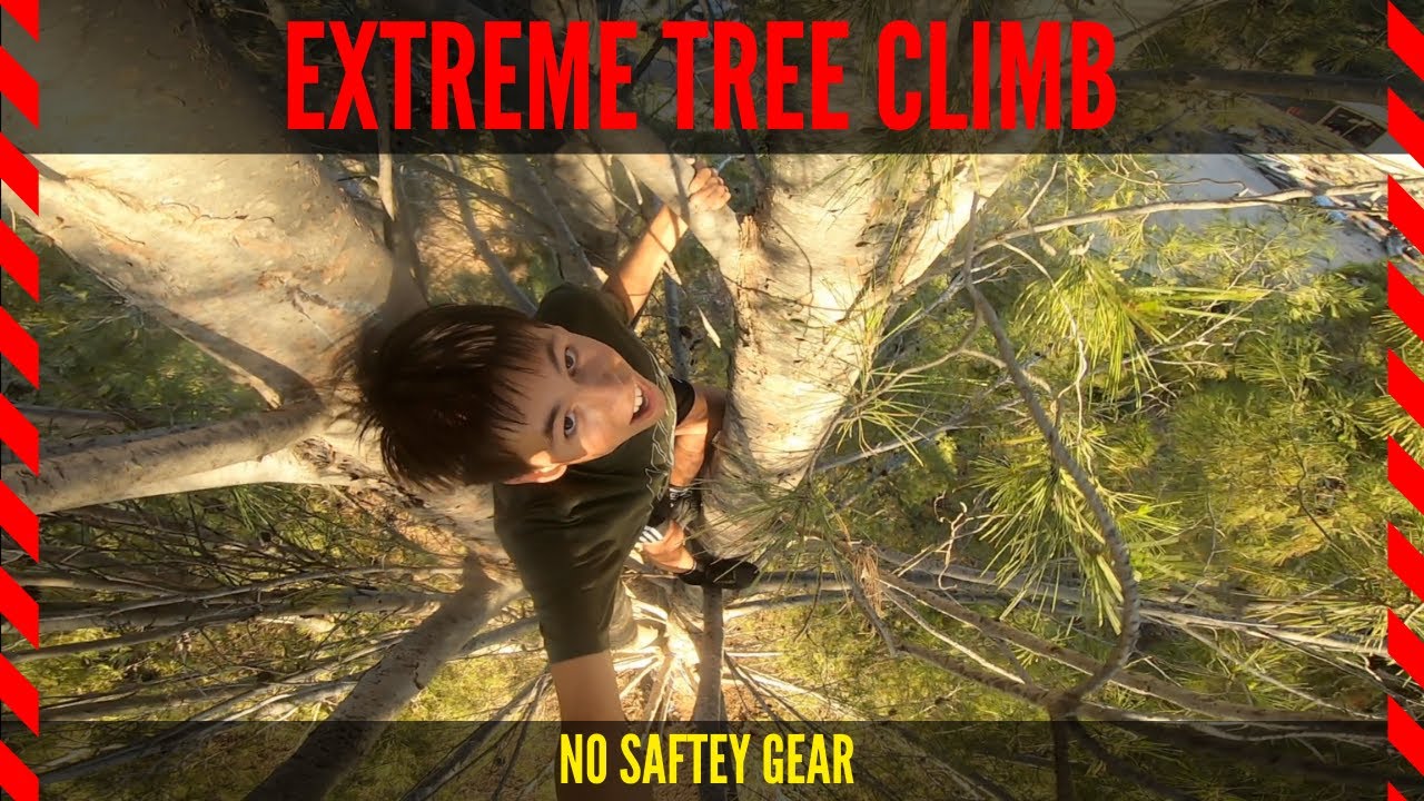 EXTREME pine tree climb, with no safety equipment! - YouTube
