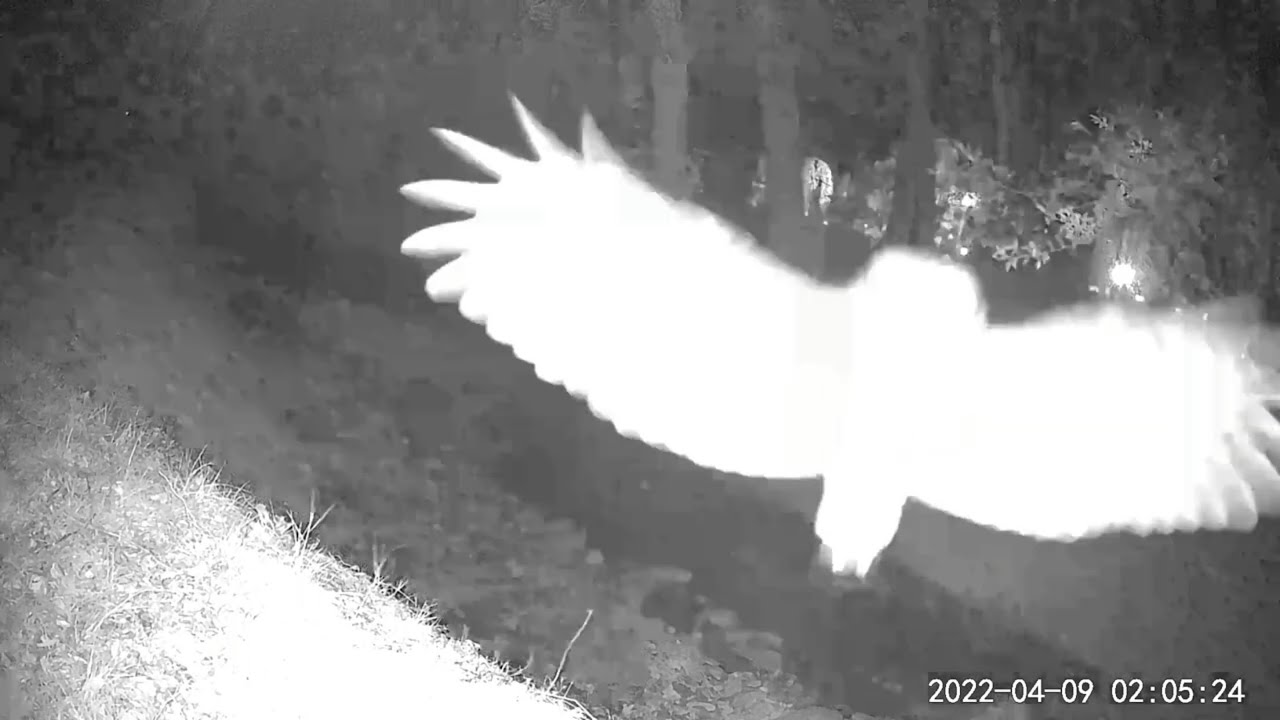 Screech Owl flying in our yard - YouTube