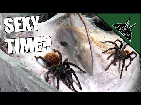Tarantula LOVE LIFE STRUGGLE continues...