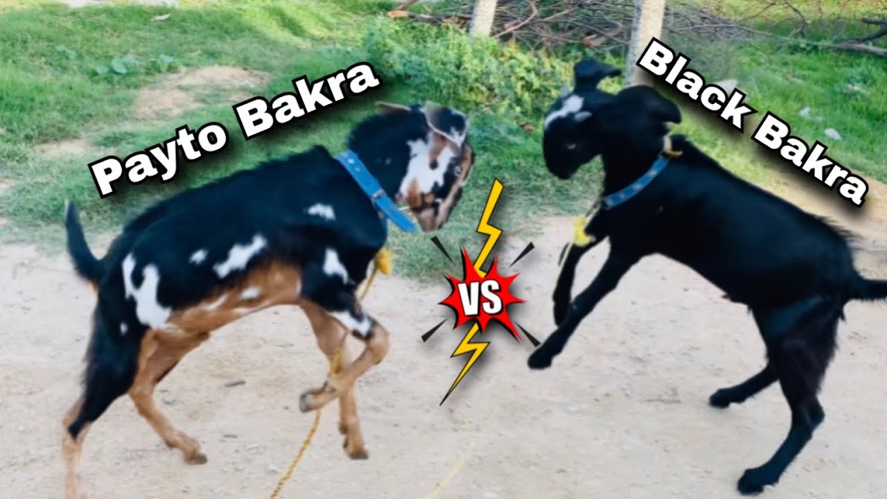 Payto Bakra VS Black Bakra | VLOG 198 | MR AHSAN KHAN - YouTube