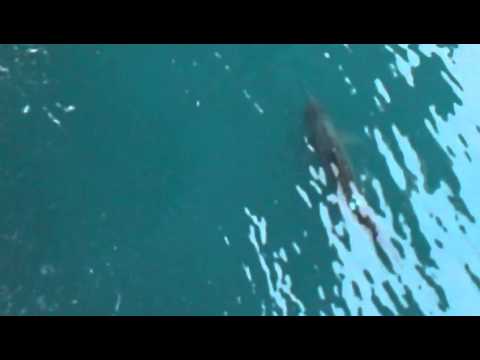 Brugde besøker oljerigg utenfor norskekysten. Basking shark visiting a ...