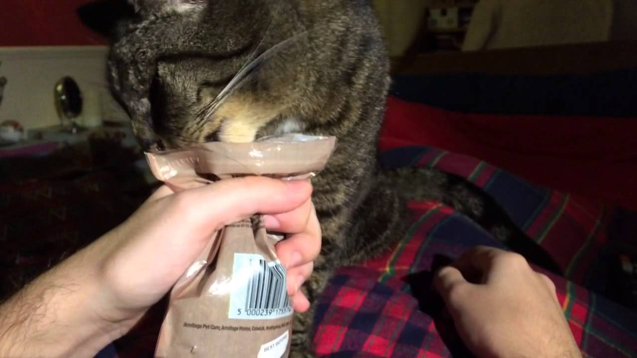 Stripie cat getting high on catnip! - YouTube