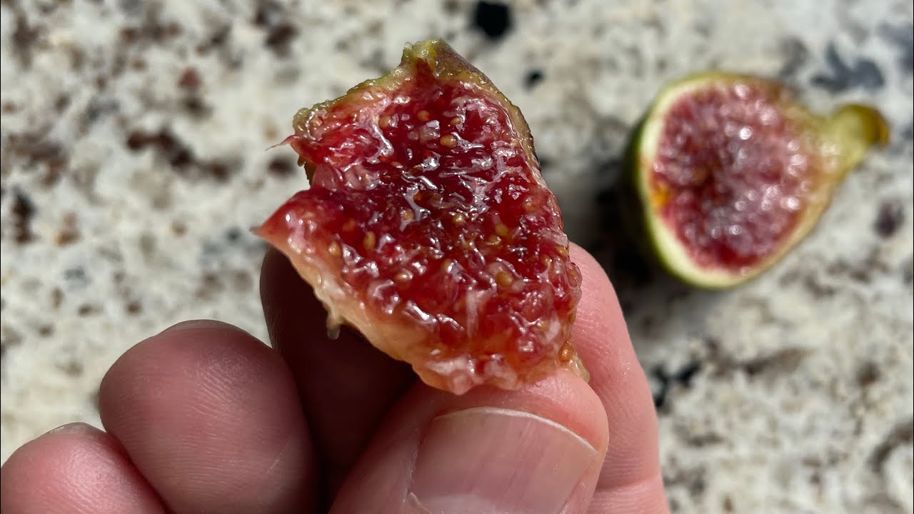 October figs are a bonus - part 2 - YouTube