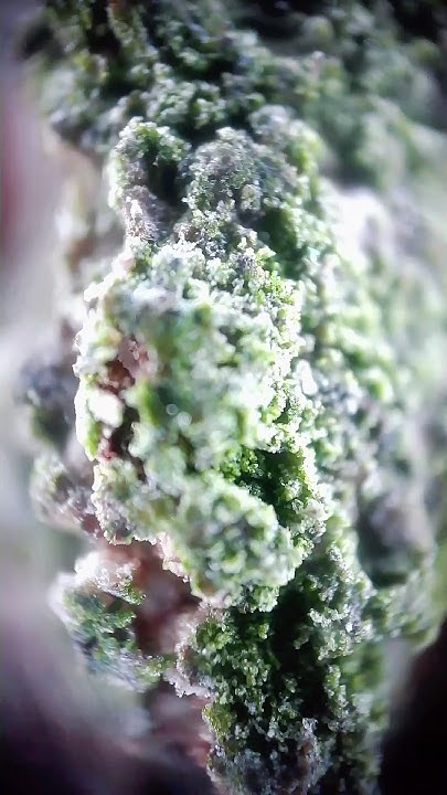 MicroCam X1 4K: Capture flowers, zoom into the micro world—instantly. # ...