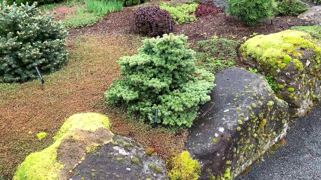Abies koreana 'Blauer Eskimo' Miniature Korean Fir. April 23, 2020 ...