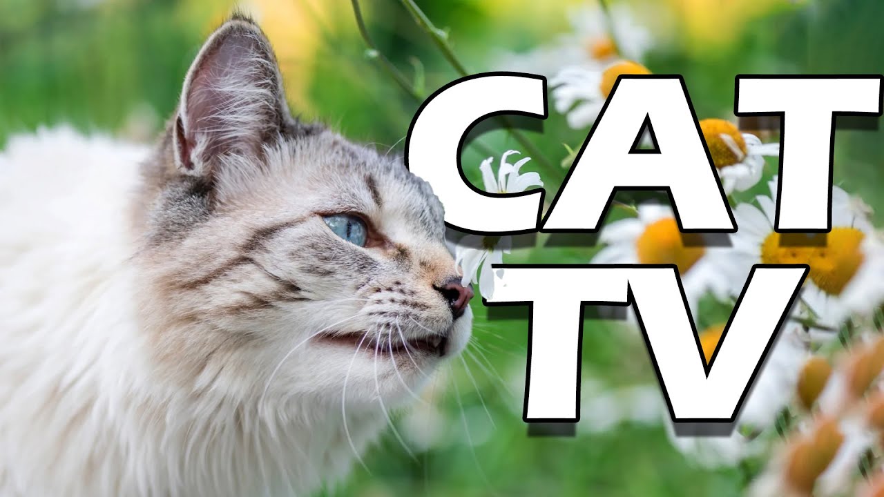 extra-long-music-cats-love-expert-made-anti-anxiety-cure-youtube