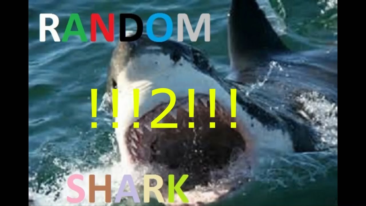 Random Shark 2 - YouTube
