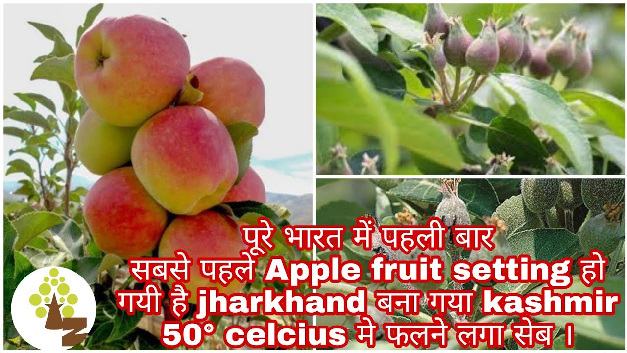#सेब_की_नई_प्रजाति_जो_50_degree_में_फल_दे#Apple_fruiting_in_jharkhand ...