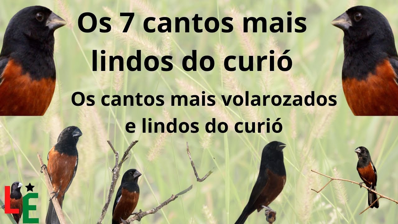 Curió - Os 7 cantos mais lindos do Curió conheça agora. - YouTube